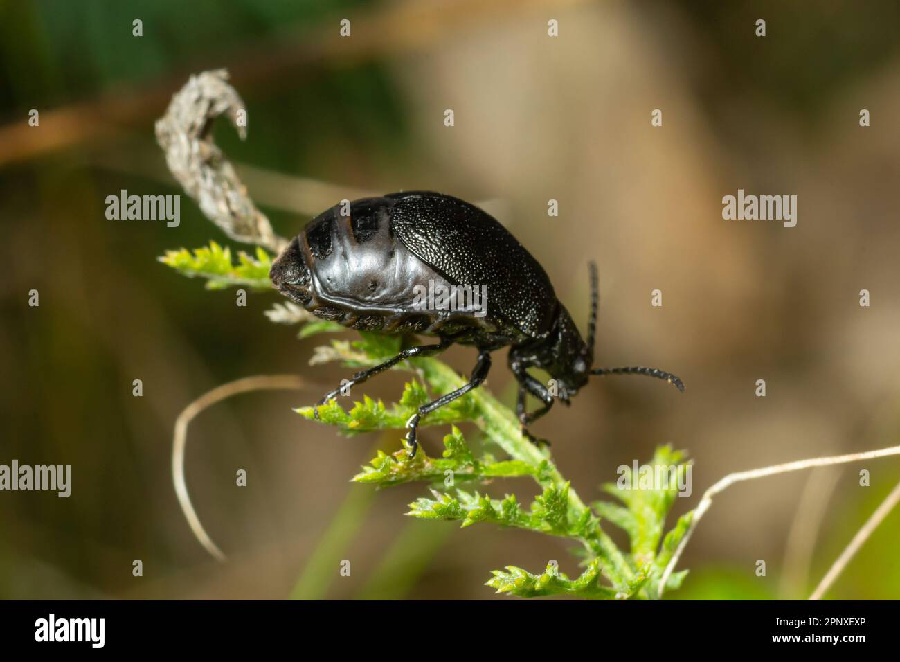 Bug sits on a leaf. Insecta Coleoptera Chrysomelidae Galeruca tanaceti ...
