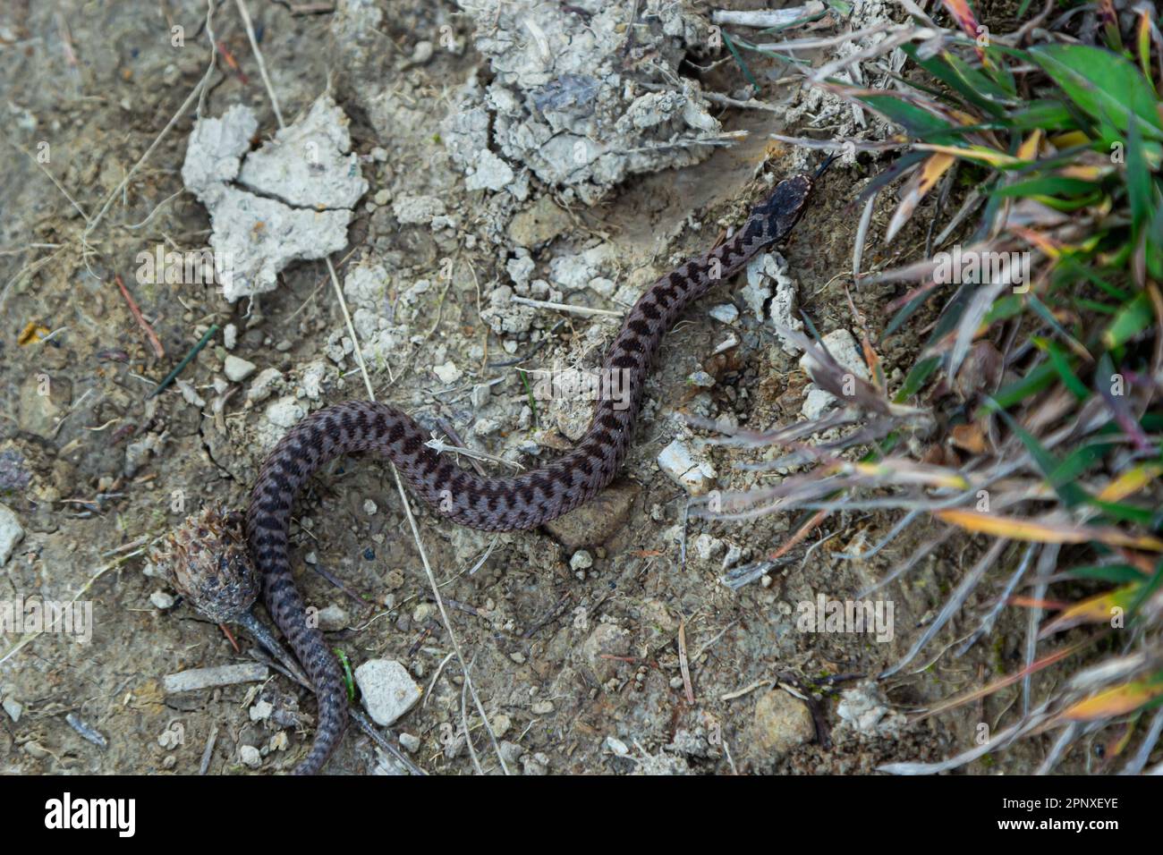 Adder viper snake Vipera berus getting away from the stone Stock Photo ...