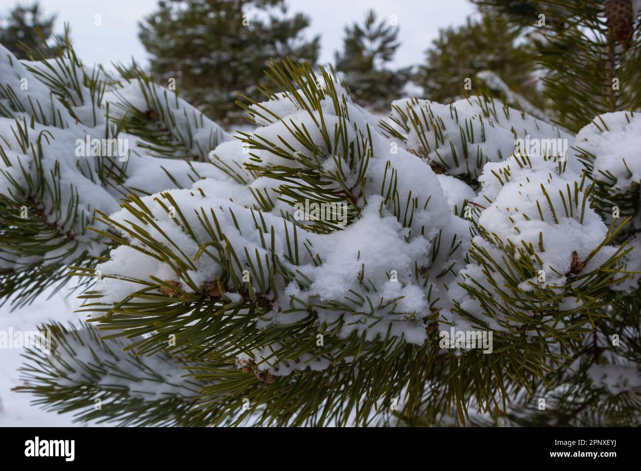 Snow-covered pine trees branches covered with snow frost. Perfect ...