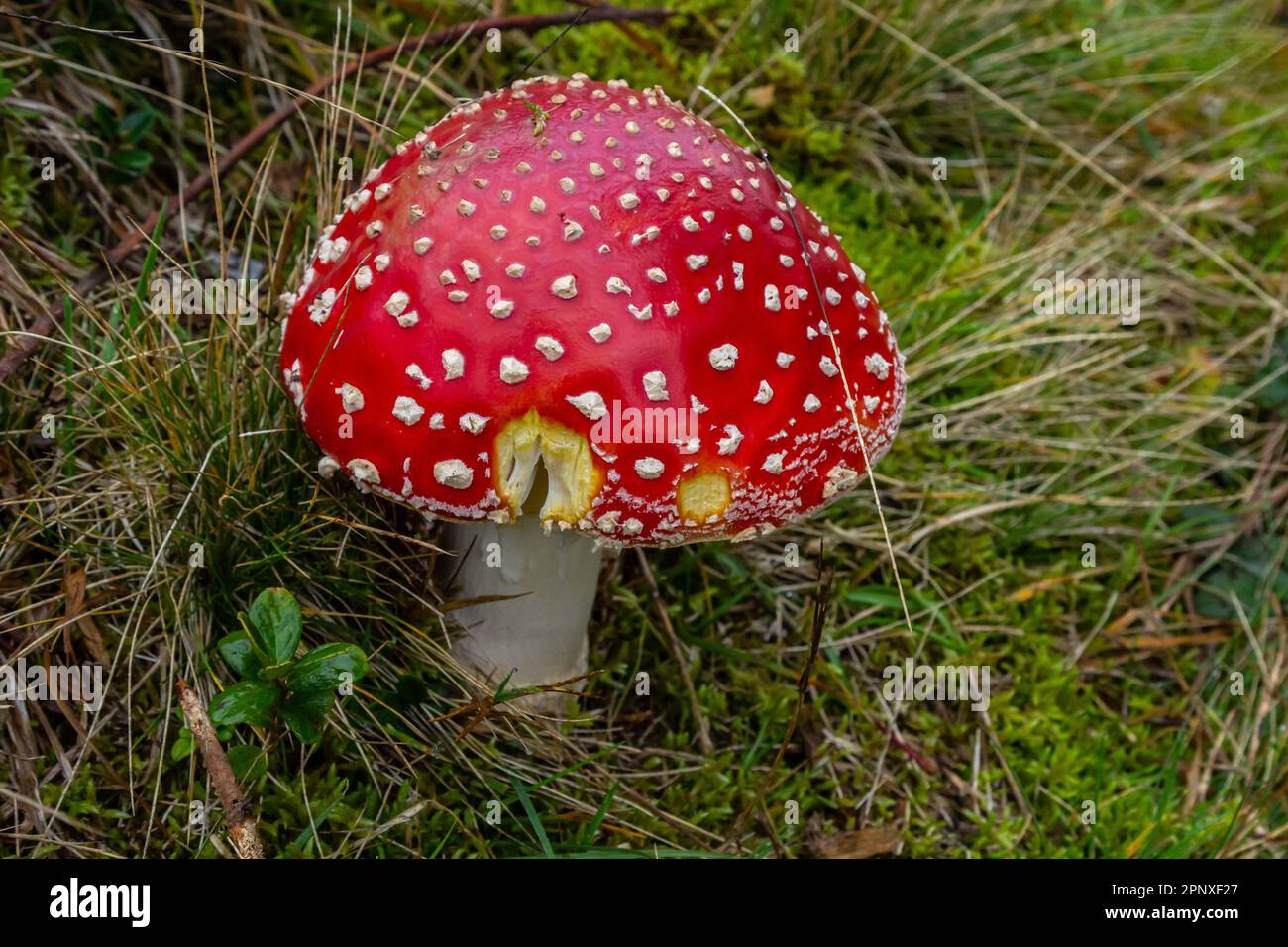 Red Wild Amanita Muscaria Mushroom. A red Amanita Muscaria mushroom ...