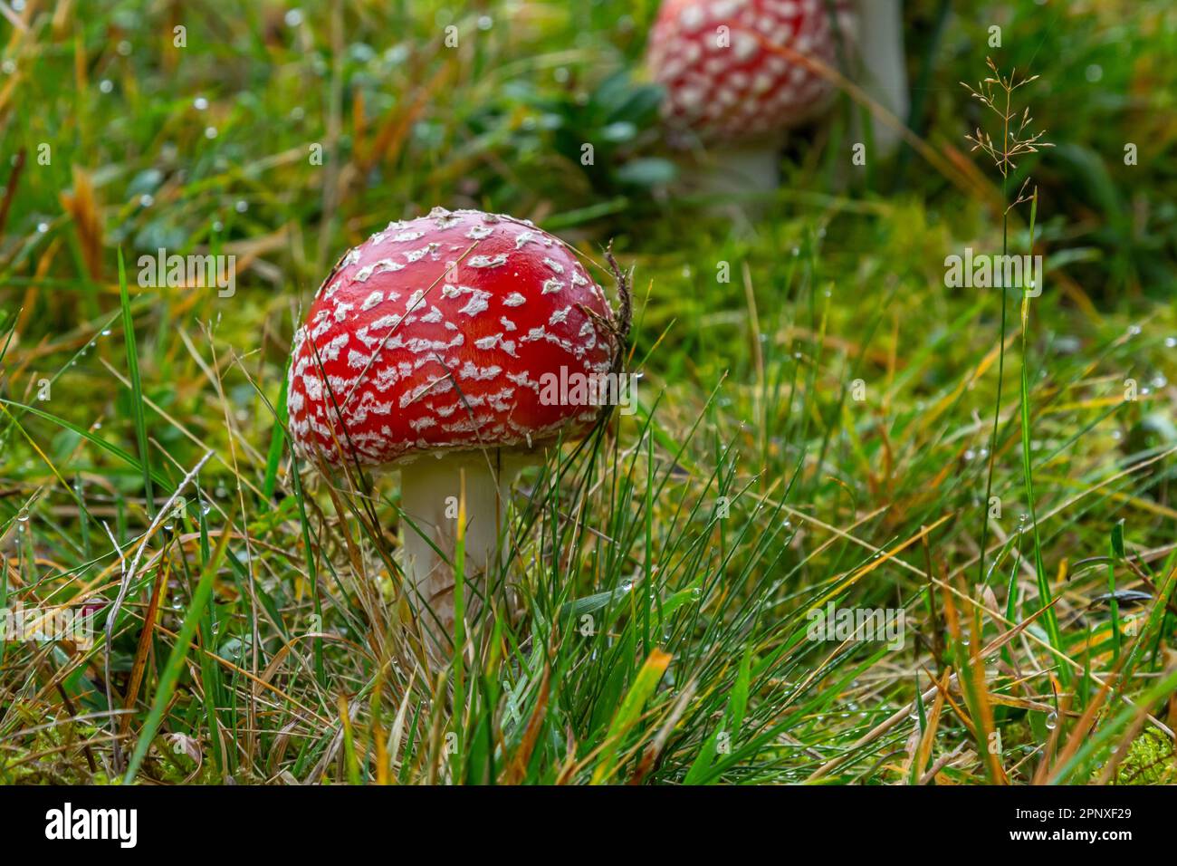 Red Wild Amanita Muscaria Mushroom. A red Amanita Muscaria mushroom ...