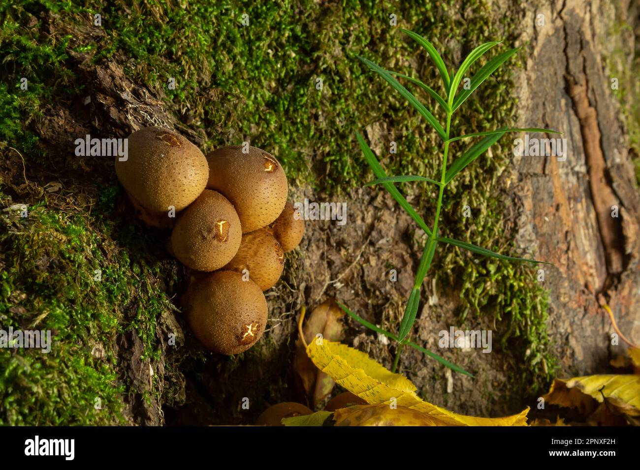 Forest fungus. Common puffball mushroom - Lycoperdon perlatum - growing ...