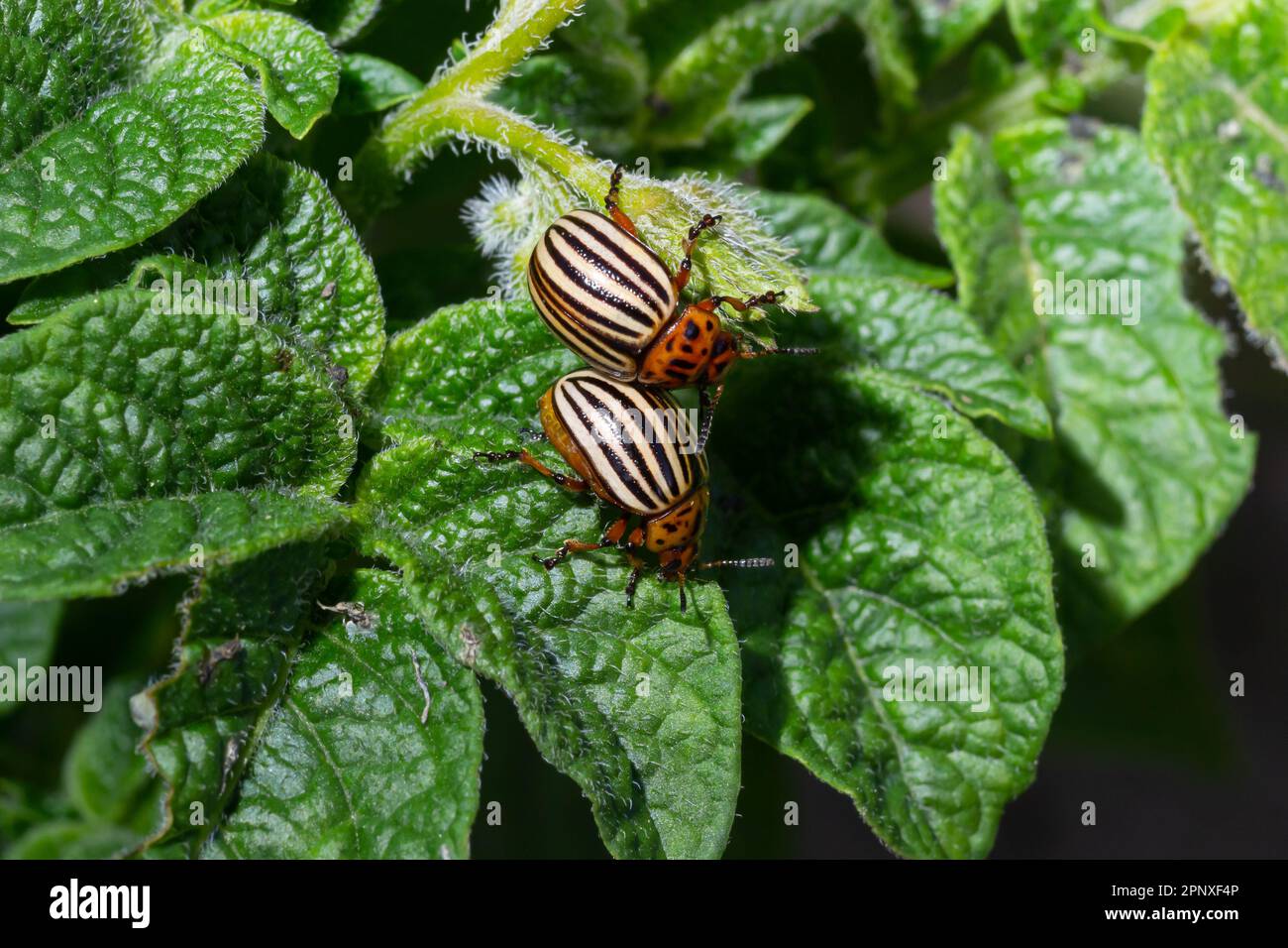 Colorado Potato Striped Beetle - Leptinotarsa Decemlineata Is A Serious ...