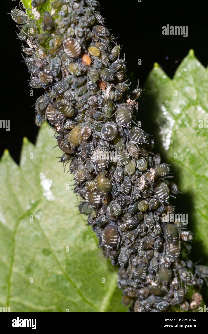 Aphids, plant lice, greenflies, blackflies or whiteflies, Cinara ...