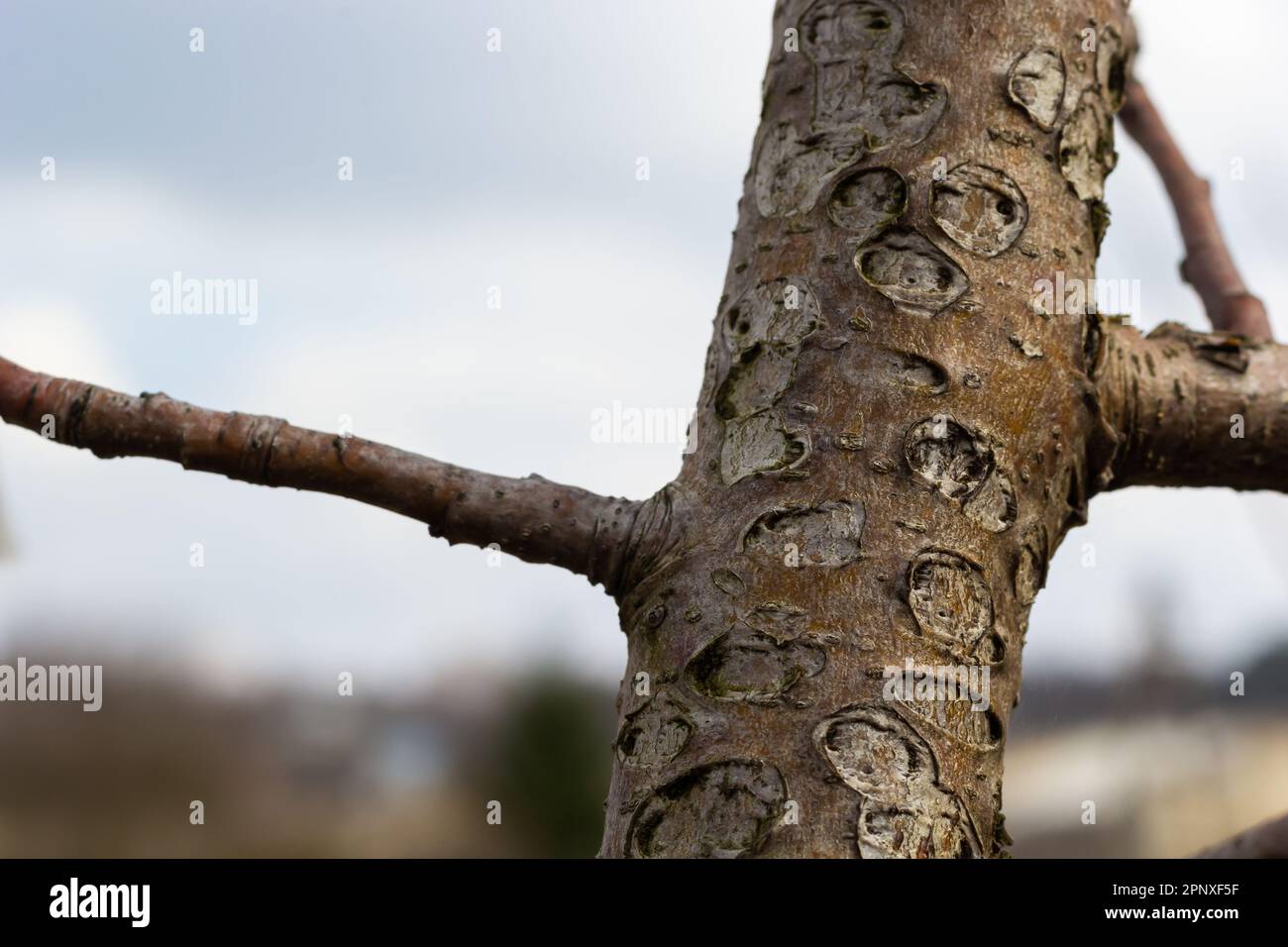 Apple tree damage hi-res stock photography and images - Alamy