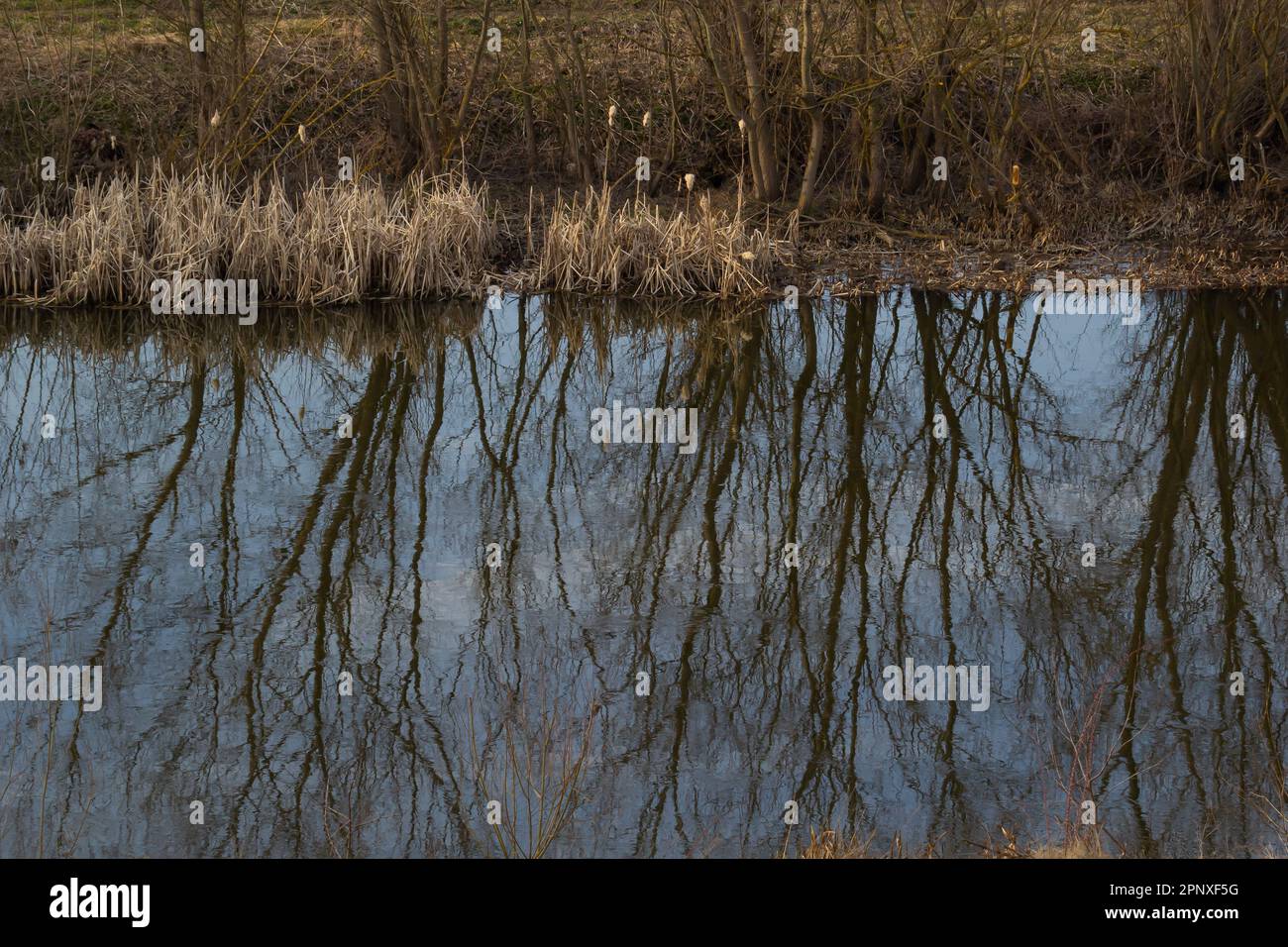 Reflection of trees in the mirror surface of the water of the lake of ...