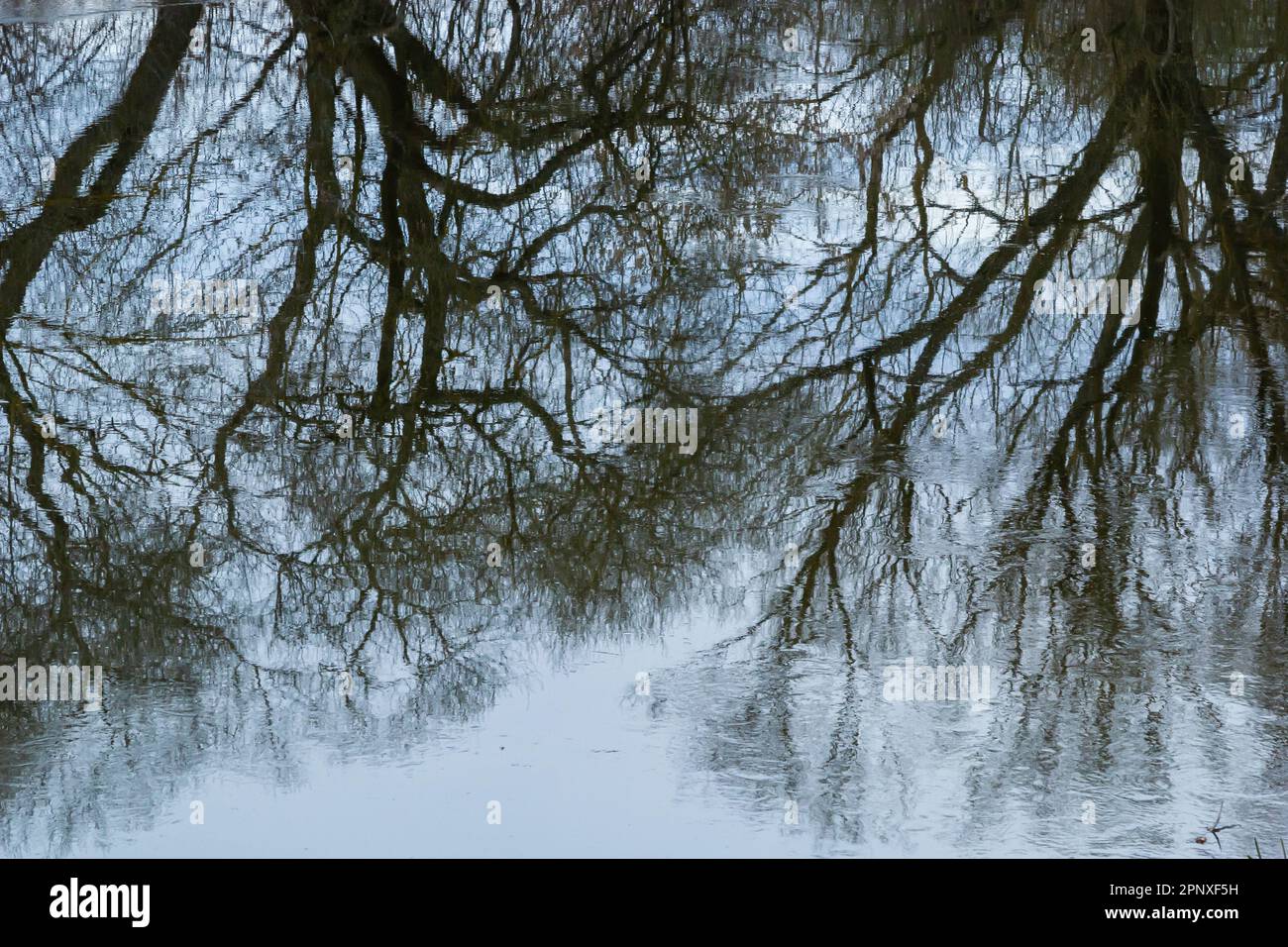 Reflection of trees in the mirror surface of the water of the lake of ...