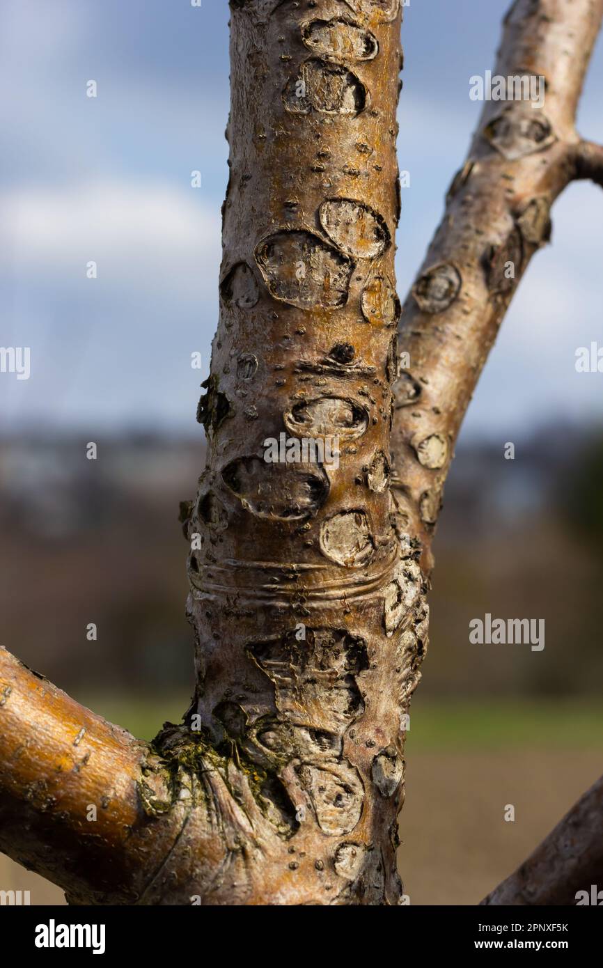 Apple tree damage hi-res stock photography and images - Alamy