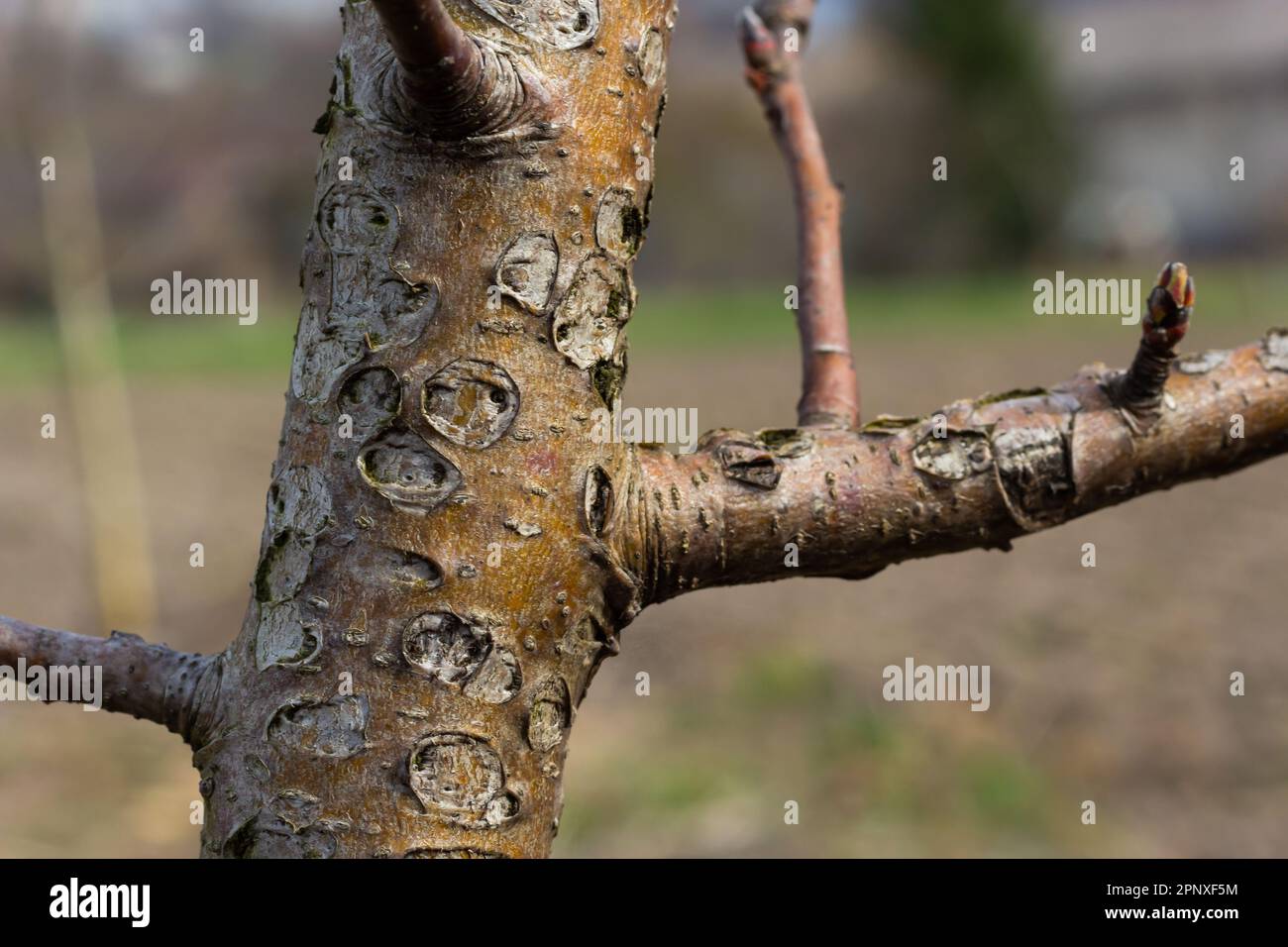 Apple tree damage hi-res stock photography and images - Alamy