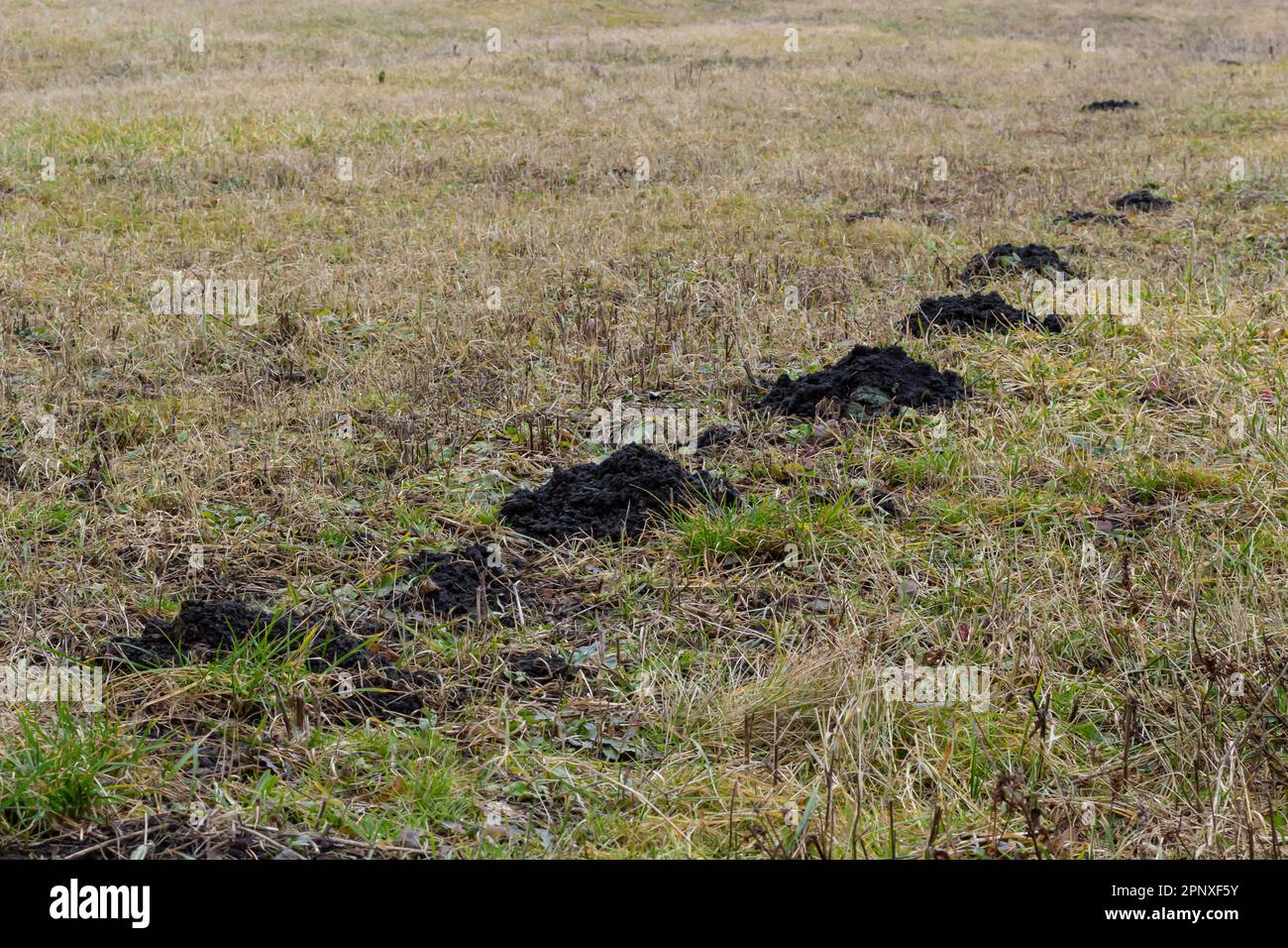 Molehills. Mole mounds. Mole hills. A meadow damaged by a group of ...