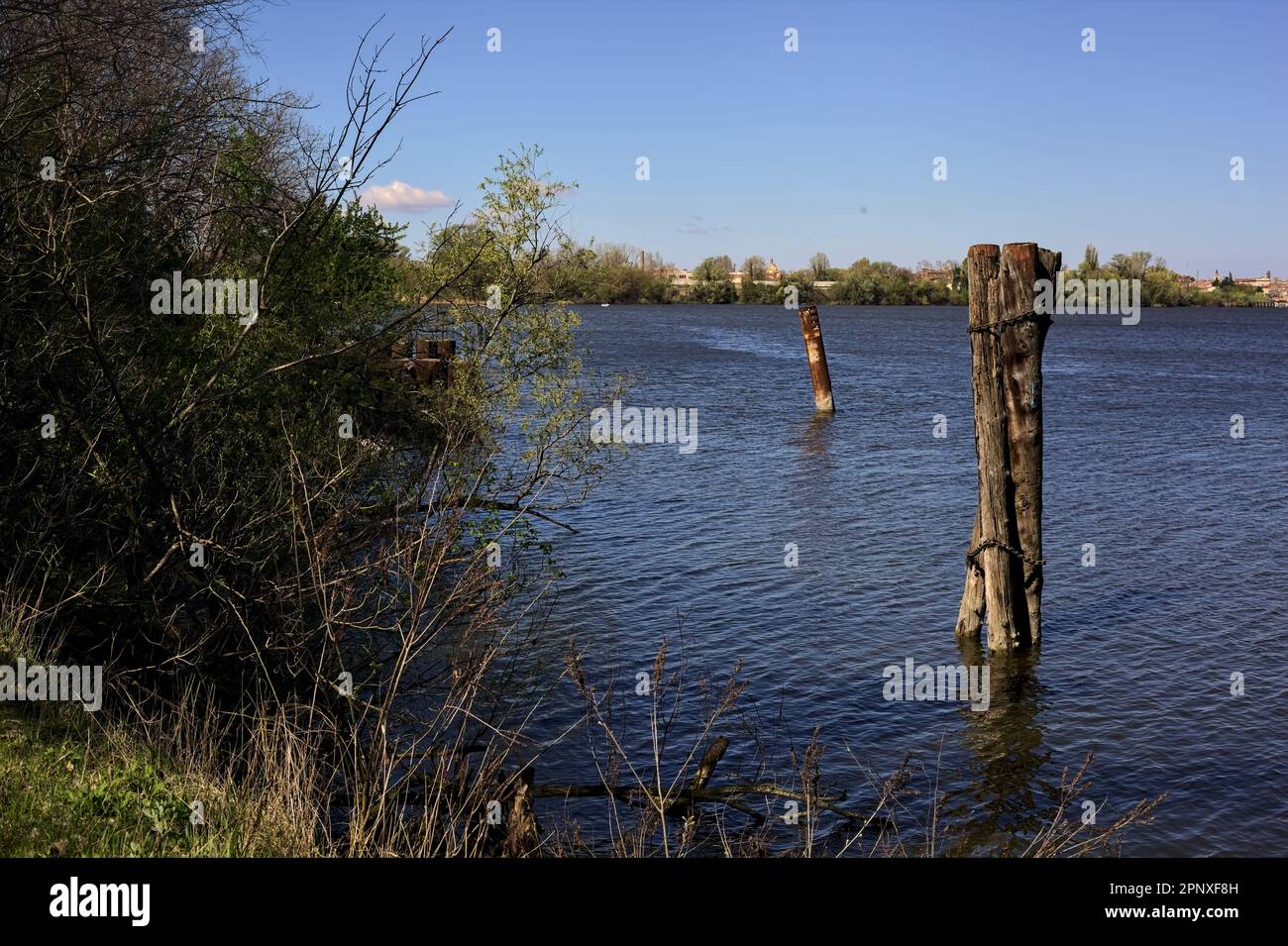Inlet of a river with wooden poles in a forest on a sunny day Stock ...