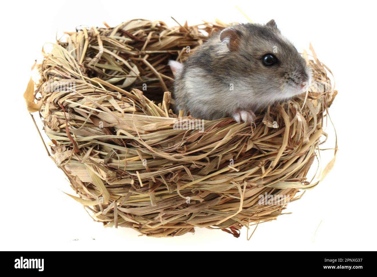 dzungarian mouse in the nestle isolated on the white background Stock ...