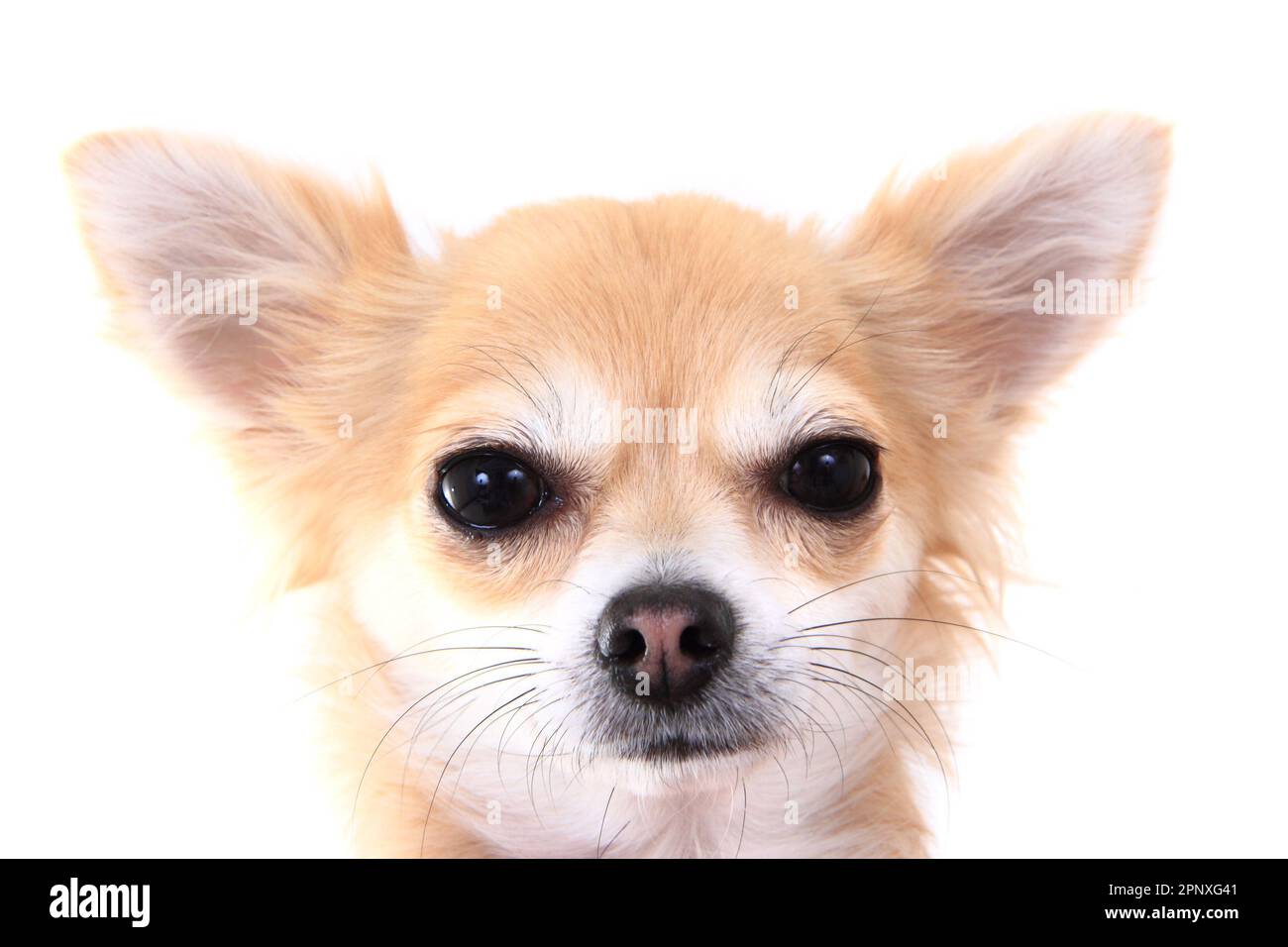 head of chihuahua isolated on the white background Stock Photo - Alamy