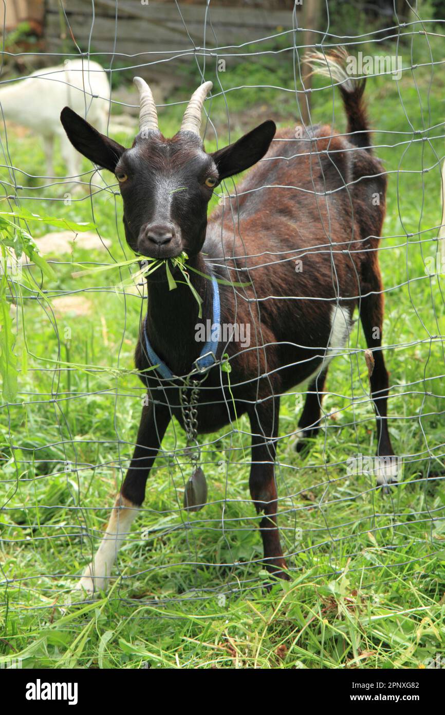 black goat eating grass in the green garden Stock Photo - Alamy