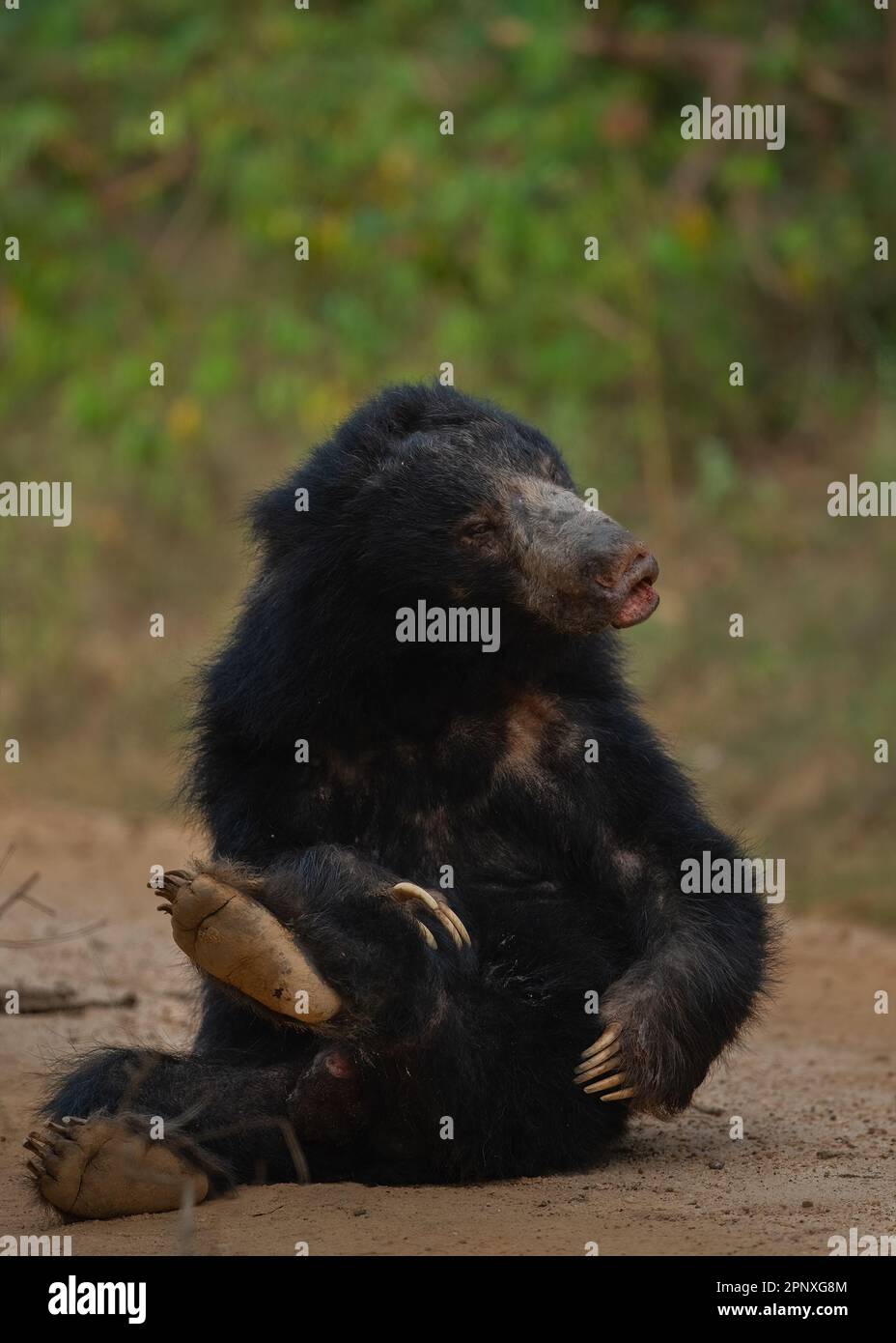 MOVING images of what could be the world’s saddest grandpa sloth bear ...