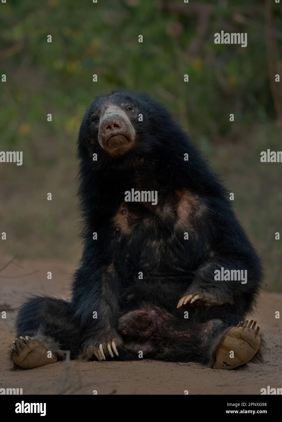MOVING images of what could be the world’s saddest grandpa sloth bear ...