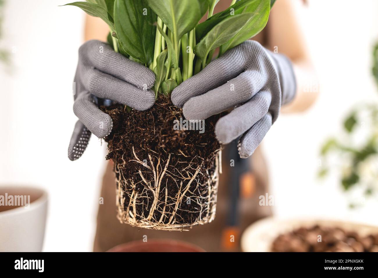 Closeup of female gardener hands and houseplant spathiphyllum root ...