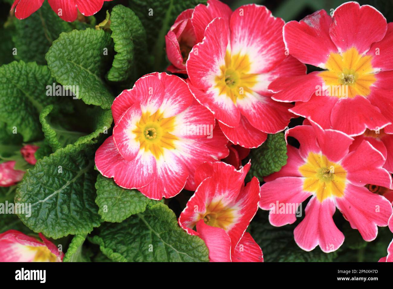 fresh purple primrose as natural flower background Stock Photo - Alamy