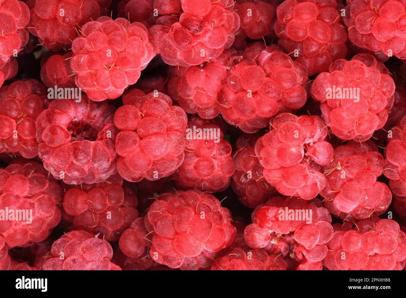 fresh red raspberries as very nice fruit background Stock Photo - Alamy