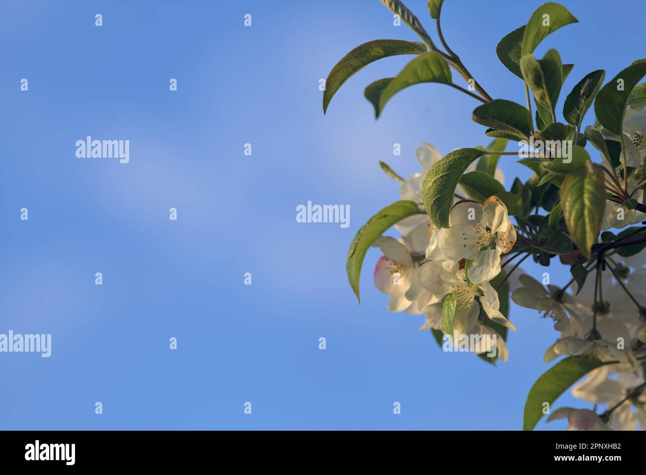 Plum tree branches in bloom seen up close on a sunset sky as background ...
