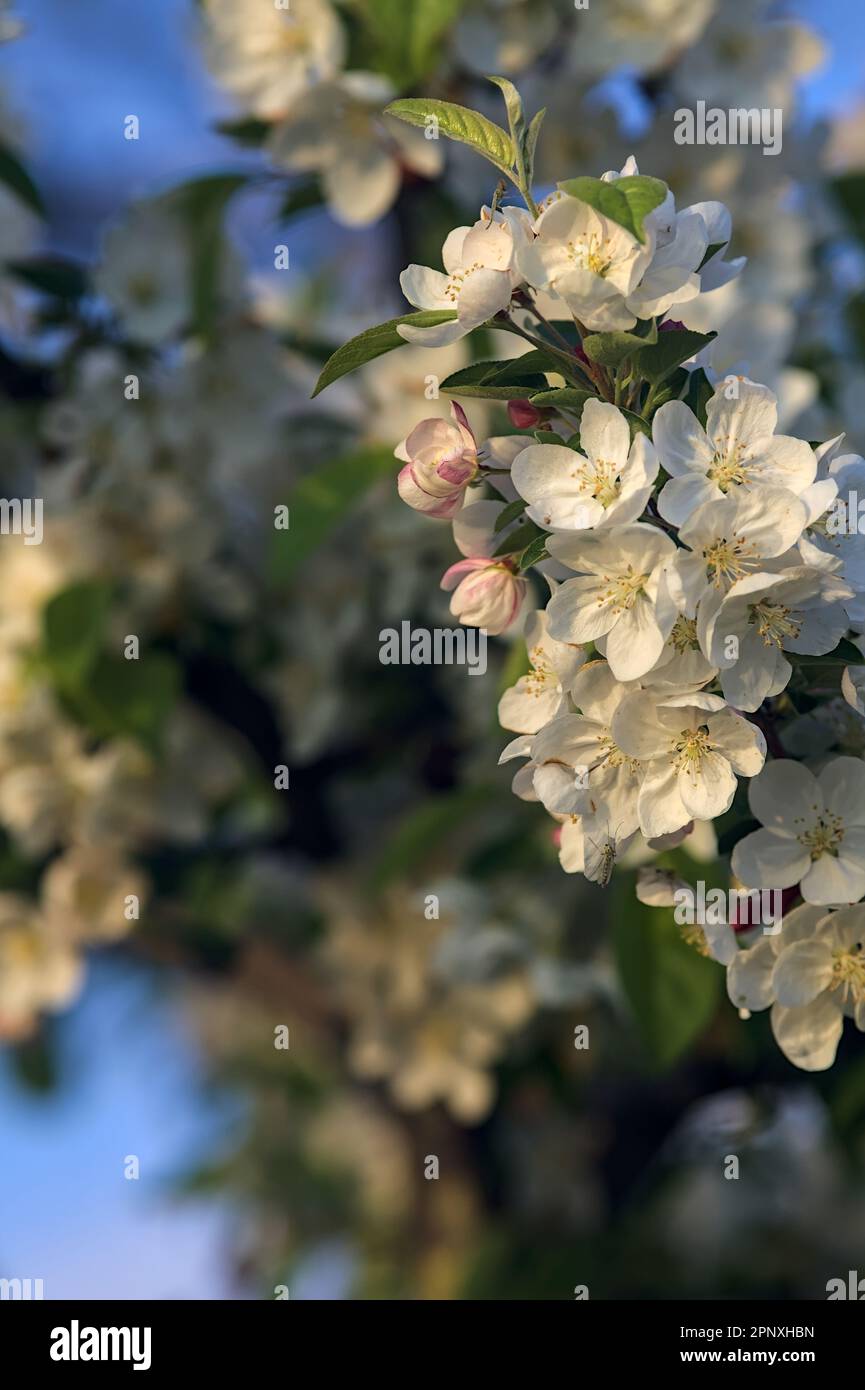 Plum tree branches in bloom seen up close on a sunset sky as background ...
