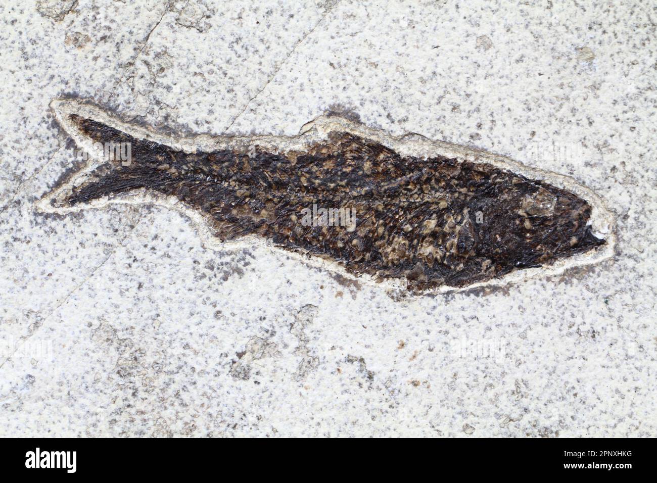 fossil fish in the old sand as geology background Stock Photo - Alamy