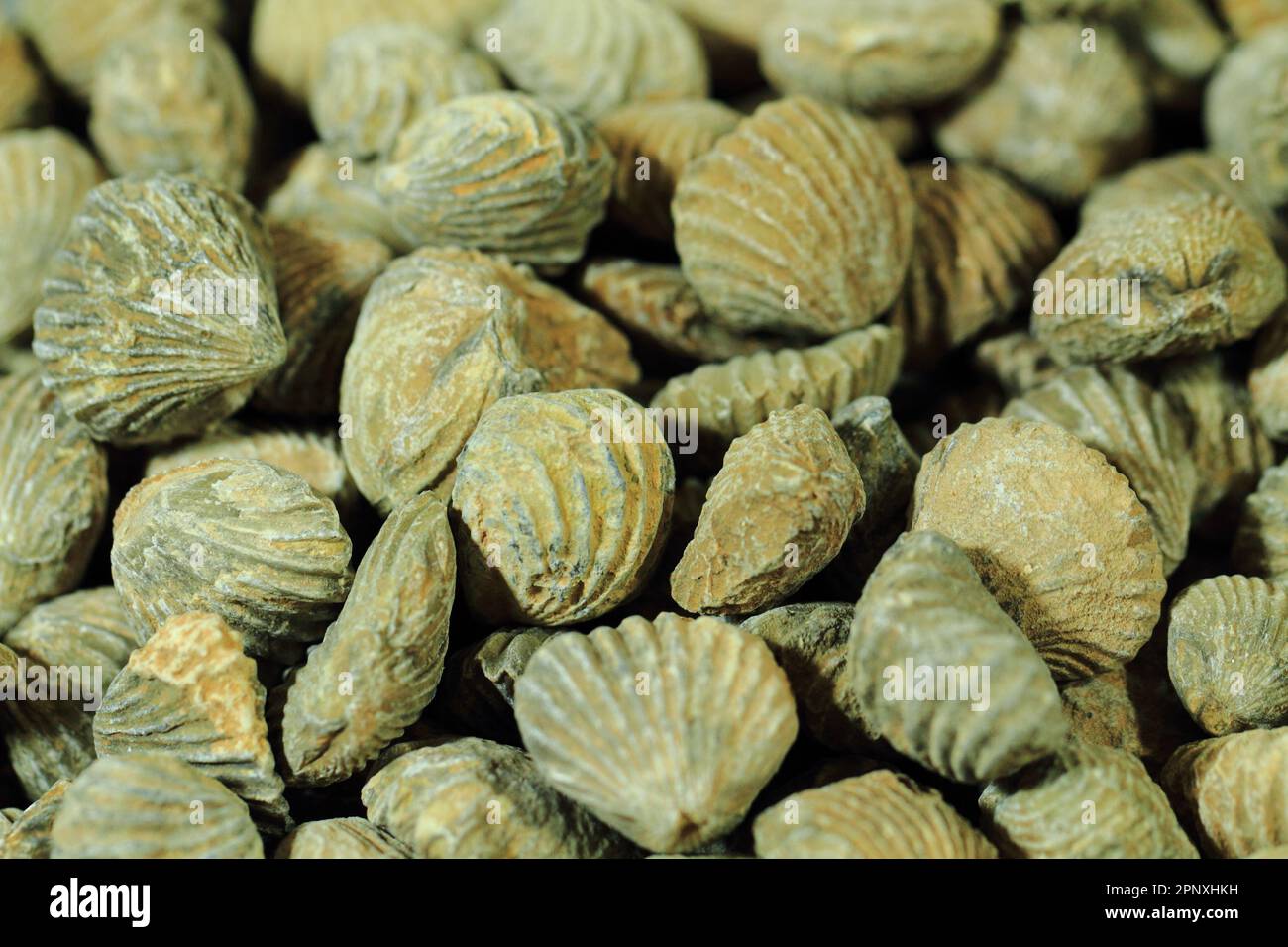 old shell fossils as nice natural background Stock Photo - Alamy