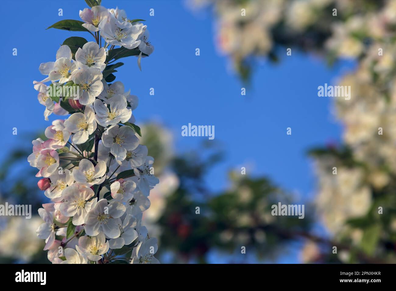 Plum tree branches in bloom seen up close on a sunset sky as background ...