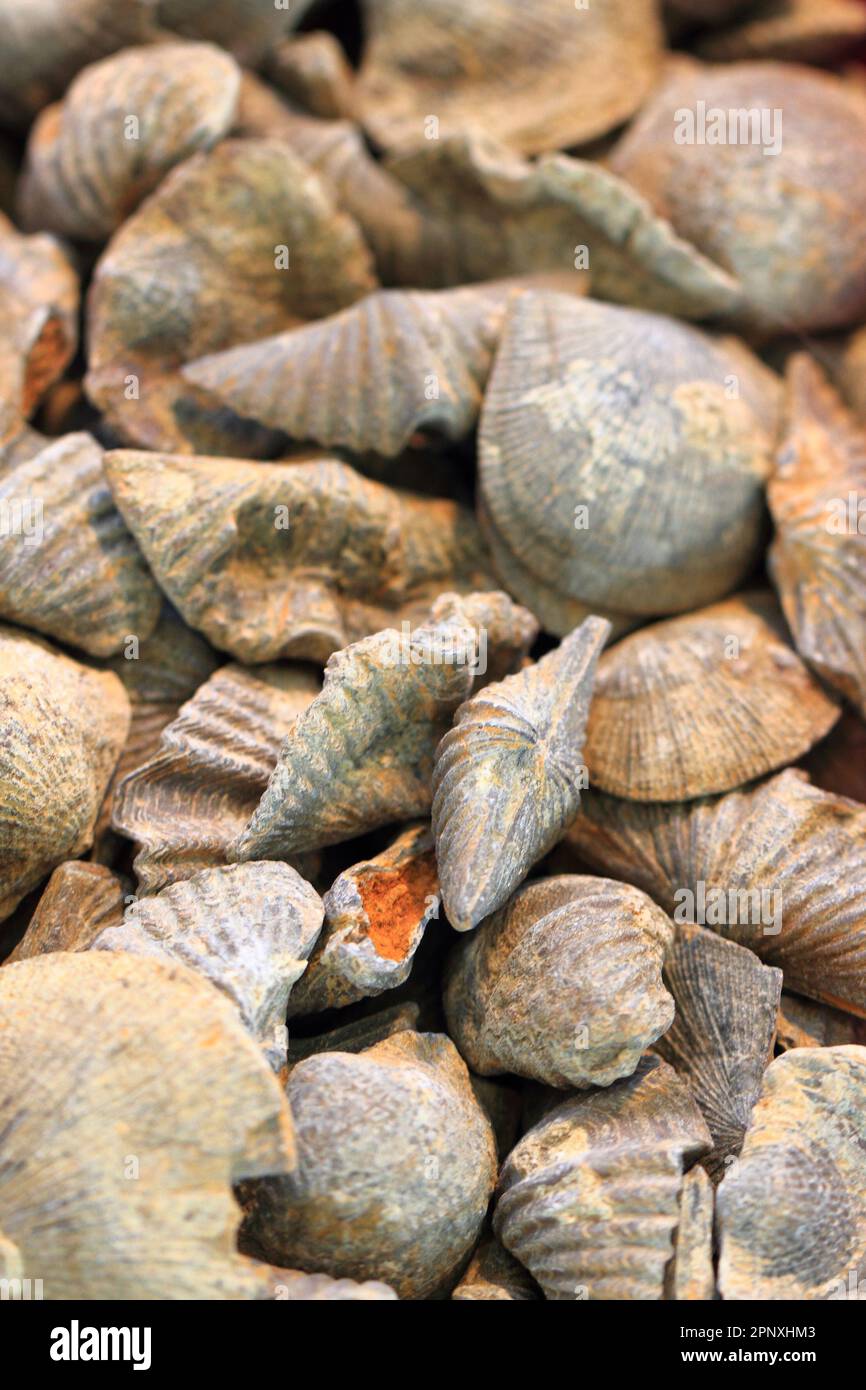 old shell fossils as nice natural background Stock Photo - Alamy