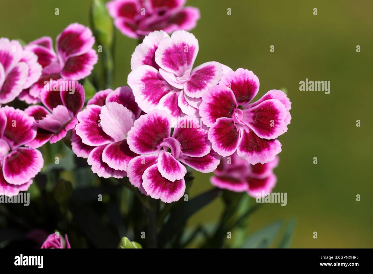 Closeup of flowers of Dianthus caryophyllus 'Pink Kisses' in a faded ...