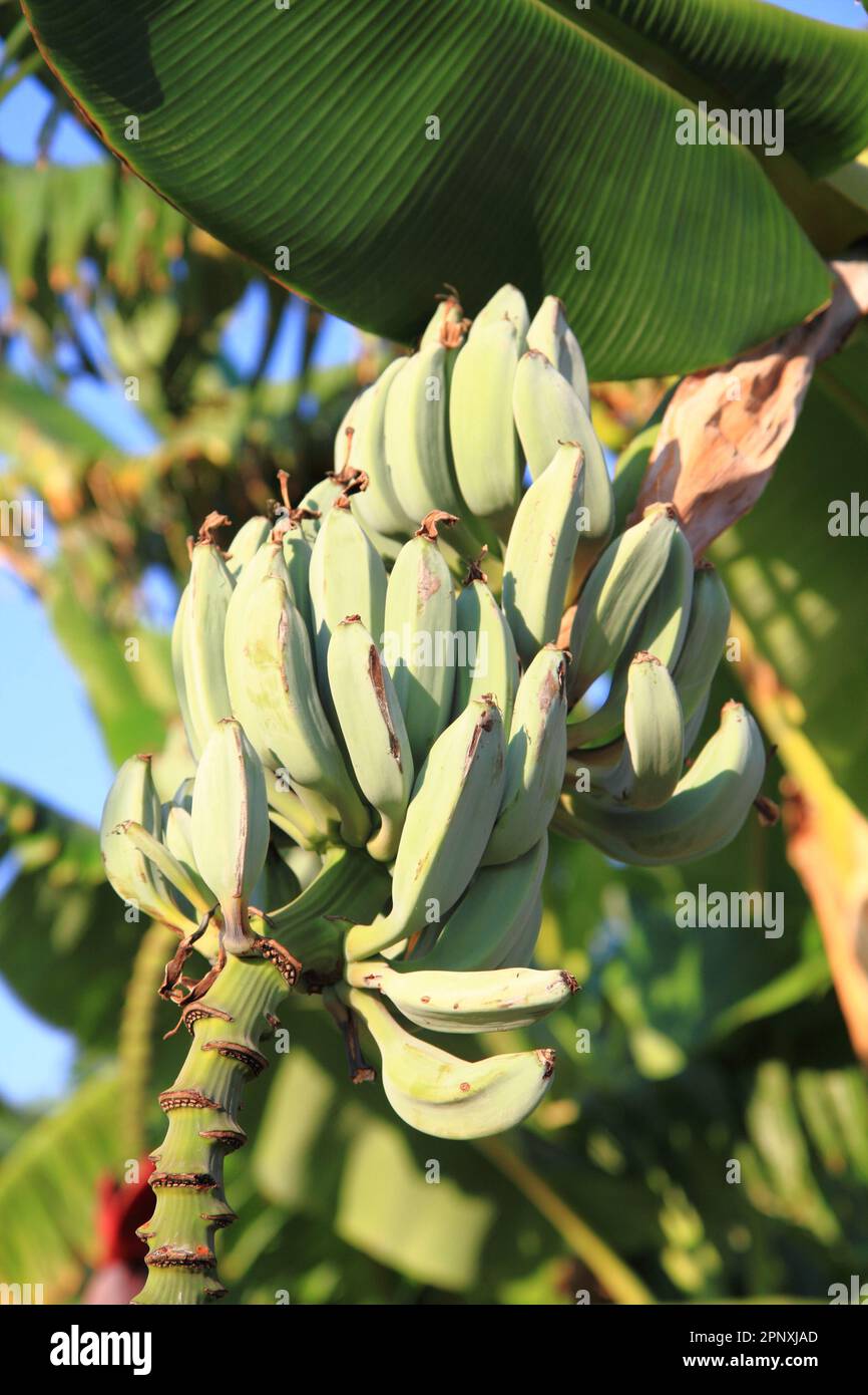 wild banana plant from the crete island Stock Photo - Alamy