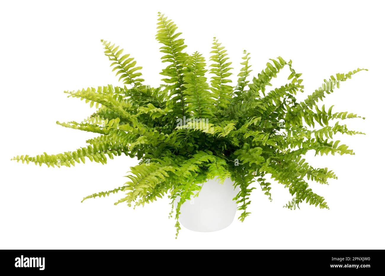Pot with bright fresh green lush fern leaves with thin stems isolated ...