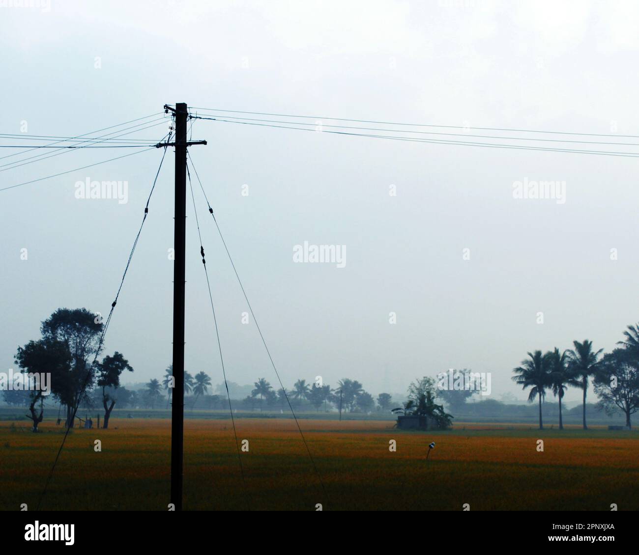 A rural landscape with a field of tall grass and electricity pylons ...