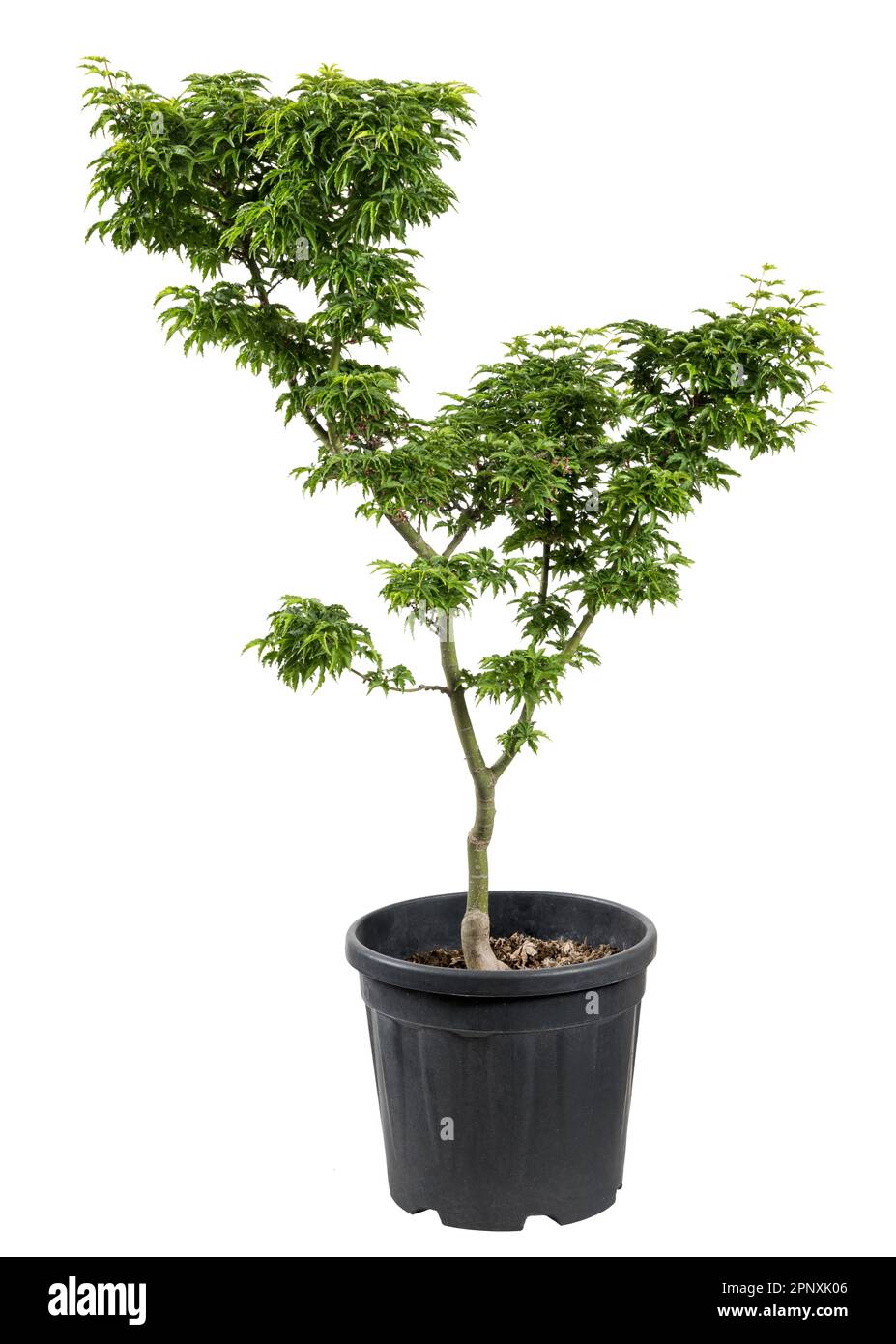 Fresh green maple tree with verdant leaves growing in black pot ...
