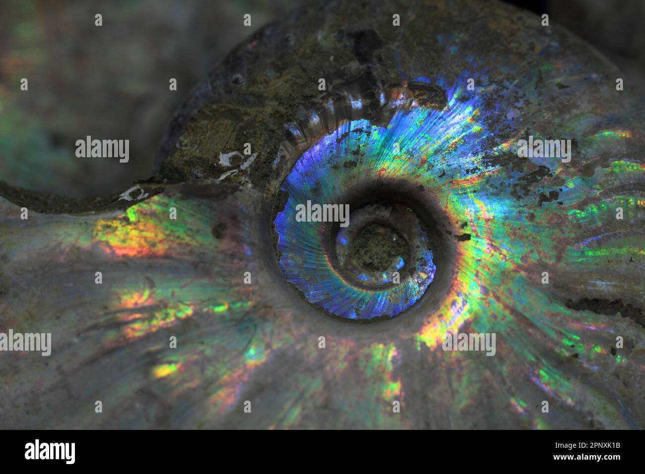 abstract amonite fossil as nice geology background Stock Photo - Alamy