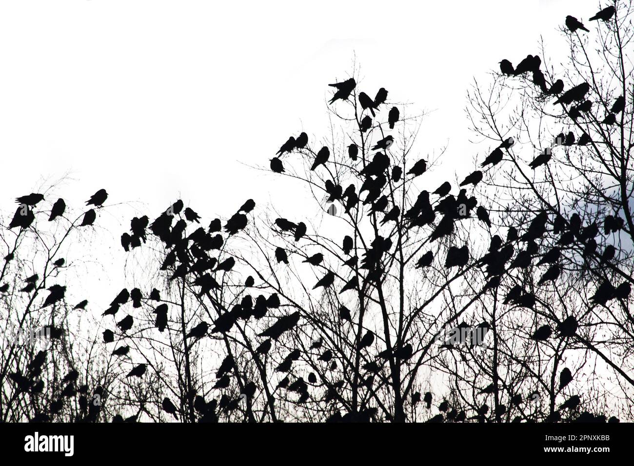 Crows to the sky hi-res stock photography and images - Alamy