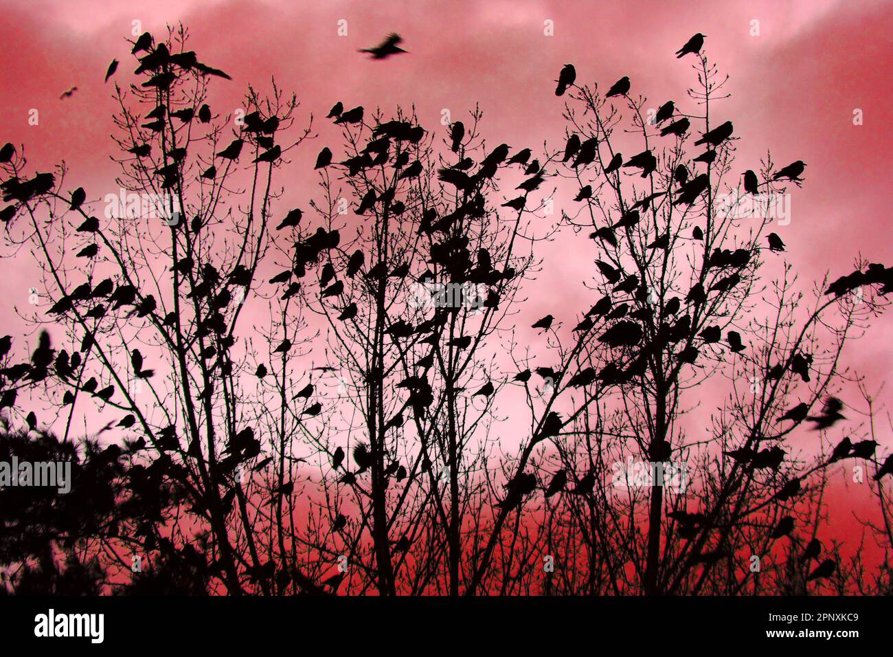 Murder Of Crows Wallpaper