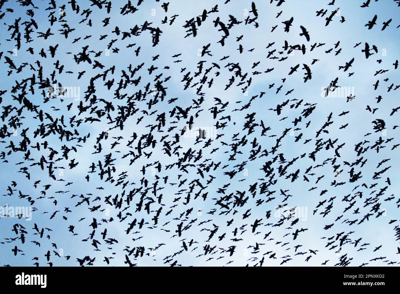 Crows to the sky hi-res stock photography and images - Alamy