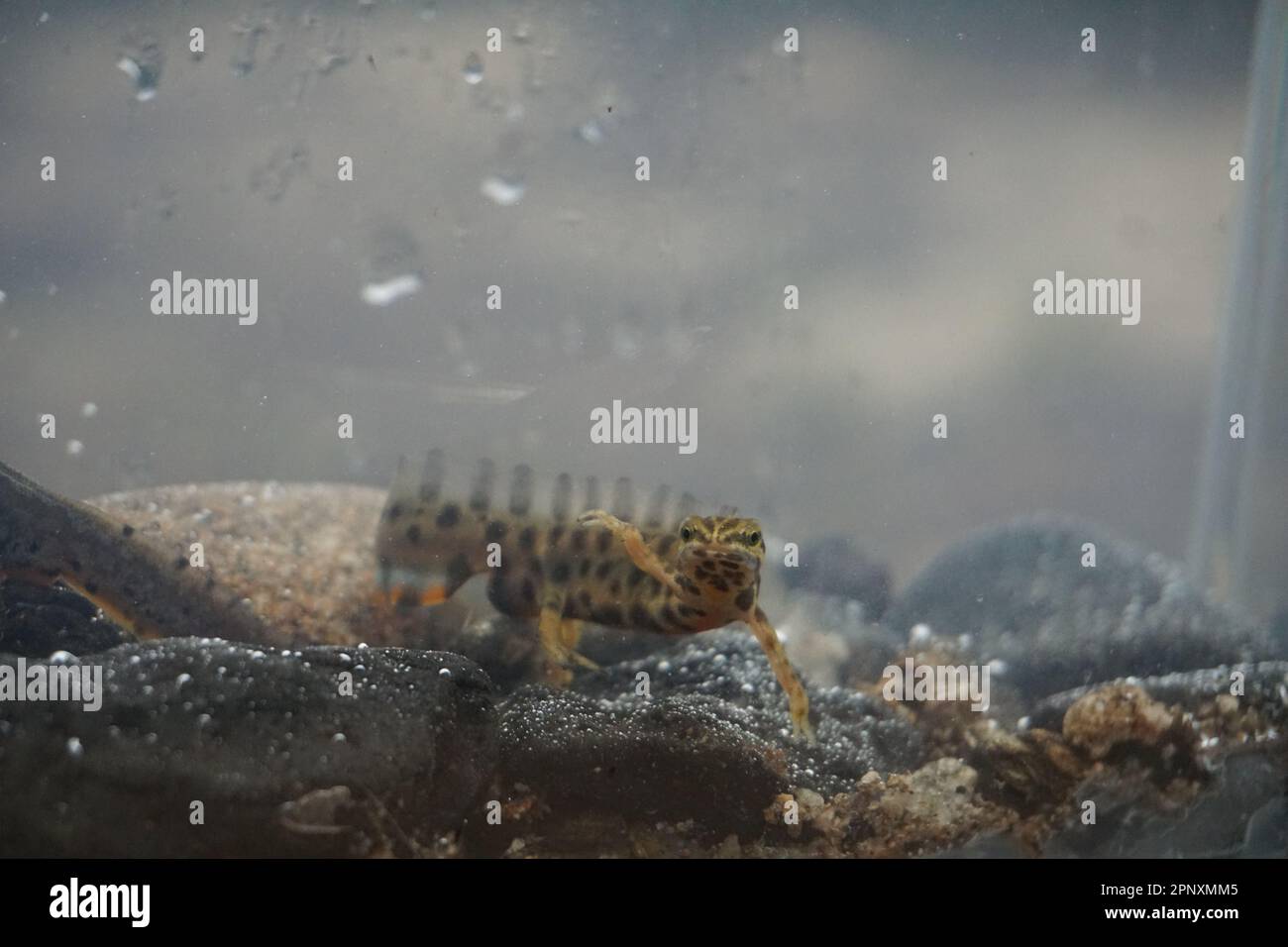 Newt in water hi-res stock photography and images - Alamy