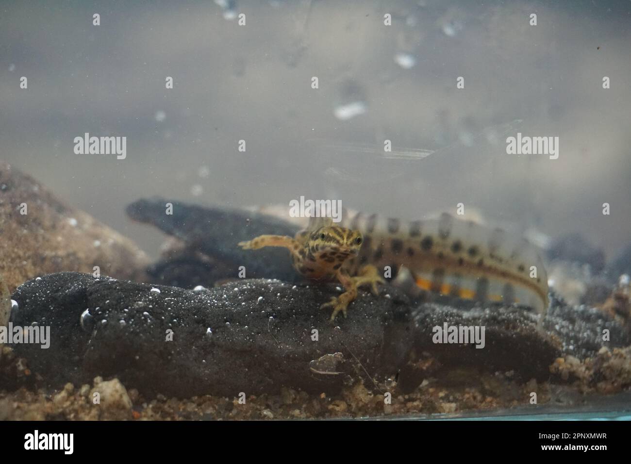 Common newt in water hi-res stock photography and images - Alamy