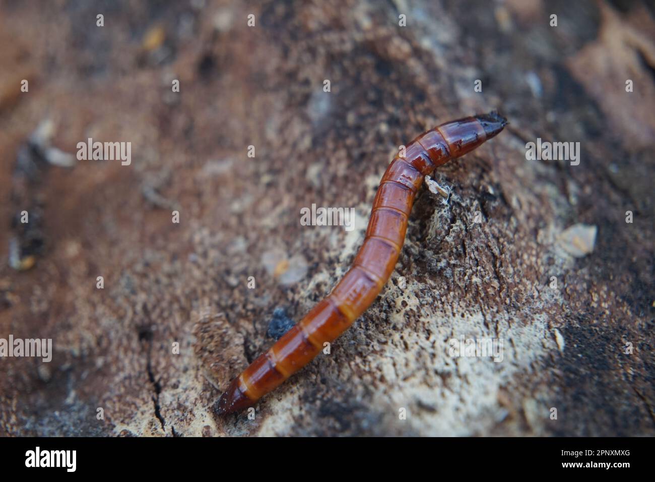 Larvae of bug Stock Photo - Alamy