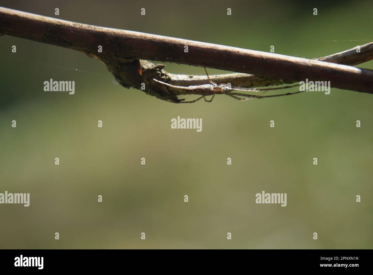 Spider on a stick Stock Photo - Alamy