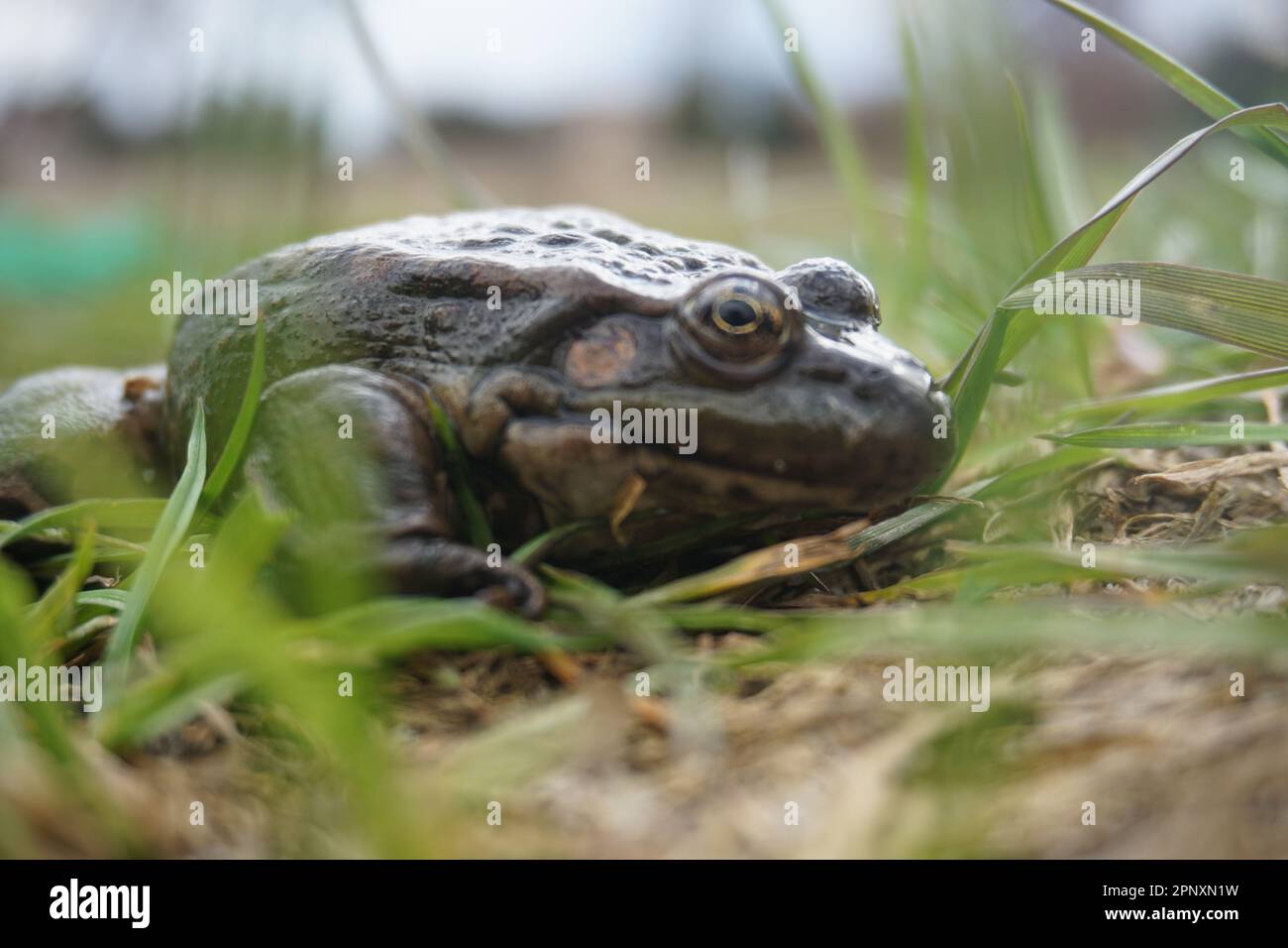 Green edible frog in grass Stock Photo - Alamy