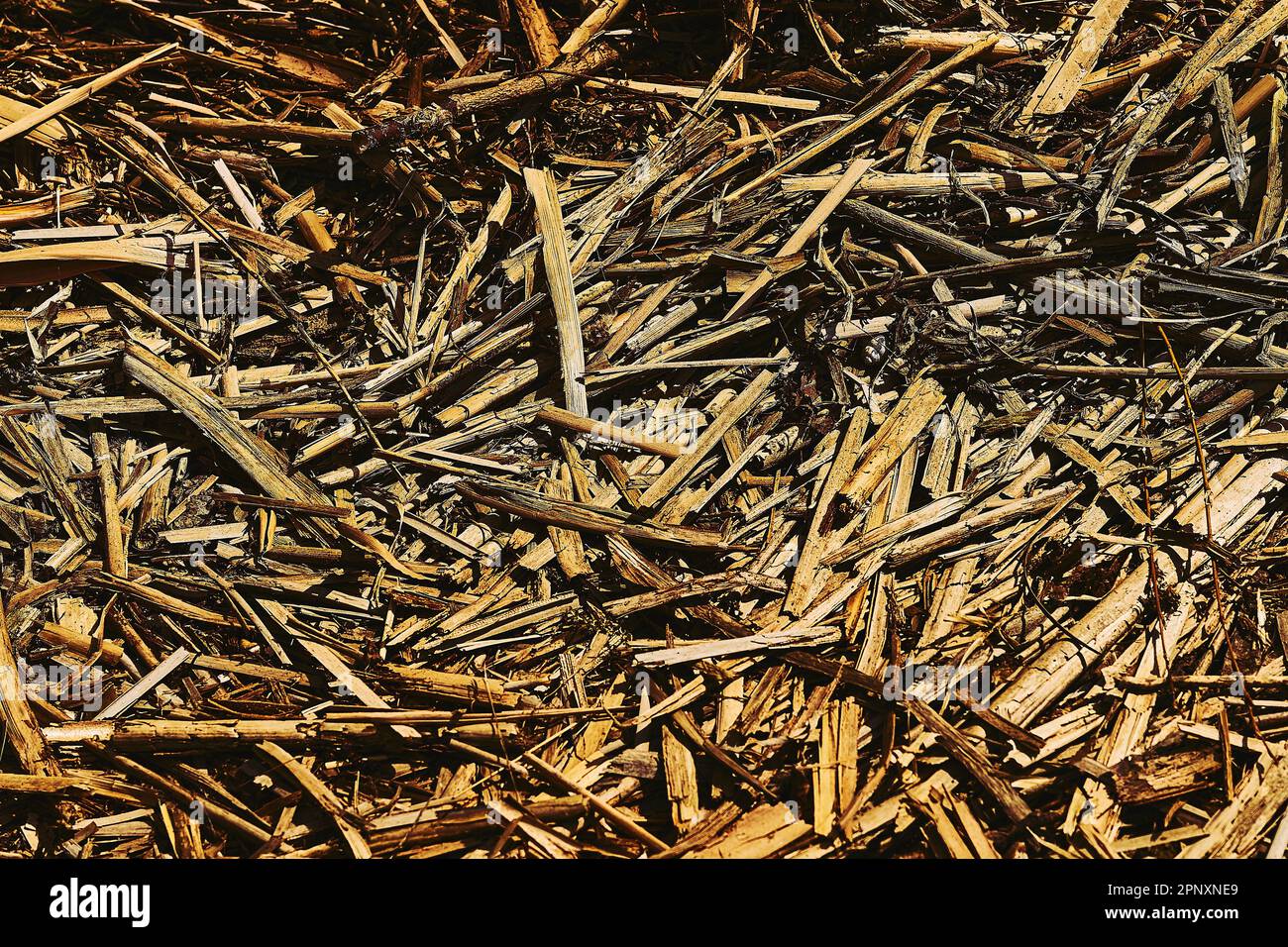 Background from the debris of fallen dry reeds with a golden hue Stock ...