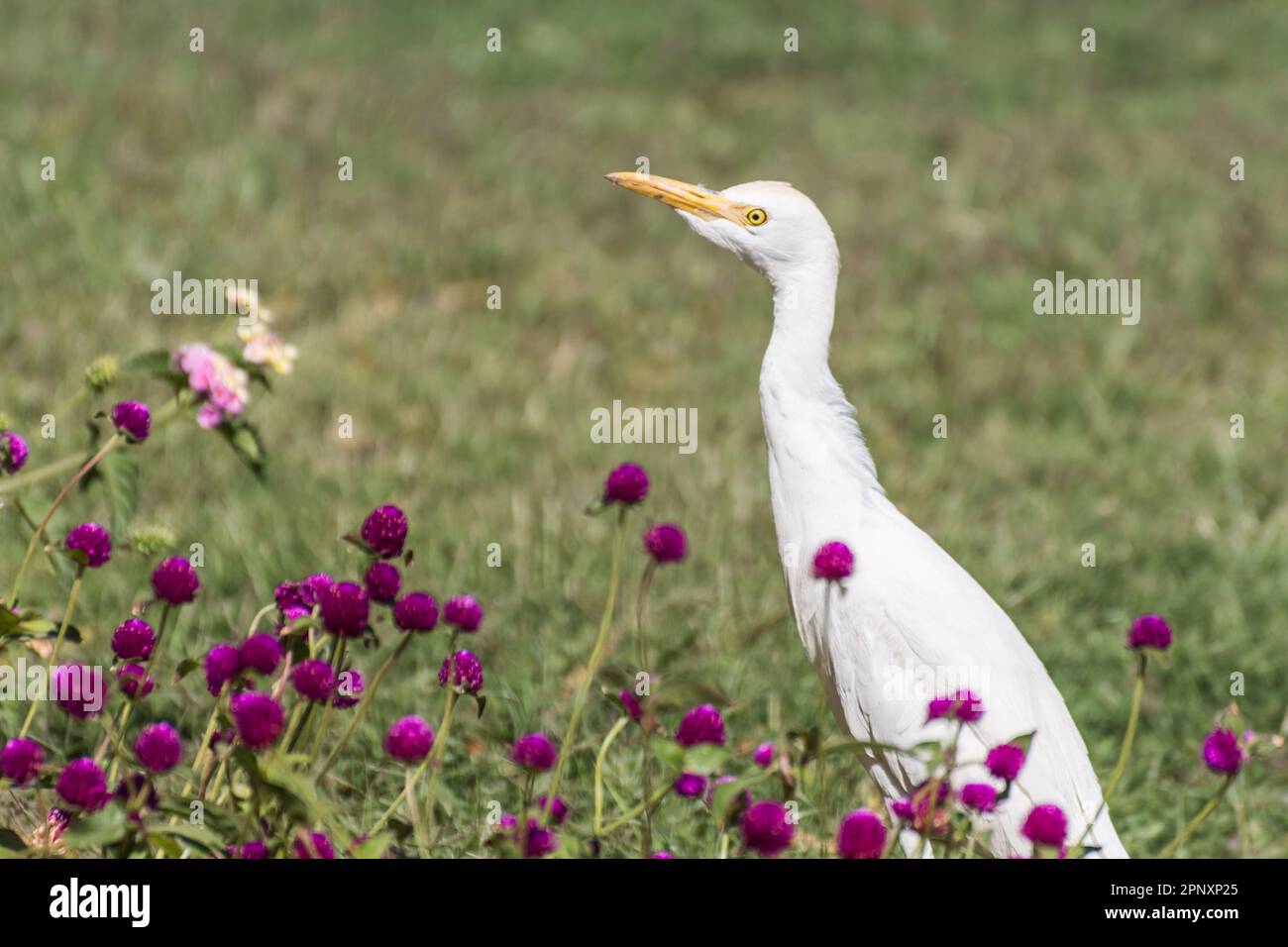 young white egret standing between lilac flowers in a resort in egypt ...