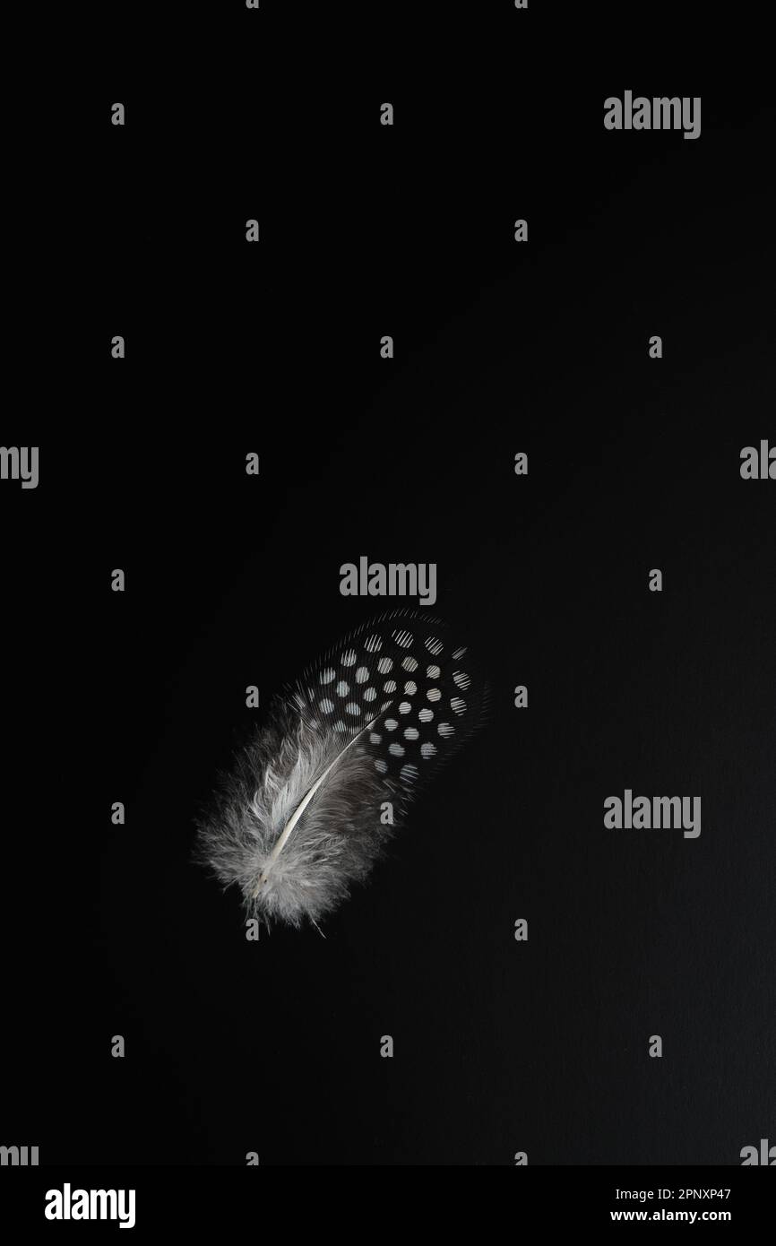 Spotty feather against black background. Black and white image with ...