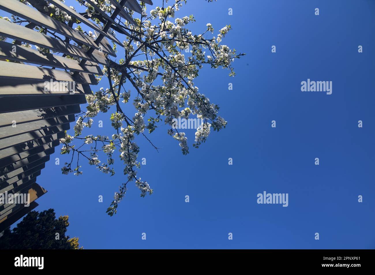 Plum tree in bloom behind a tall fence with a clear sky as background ...