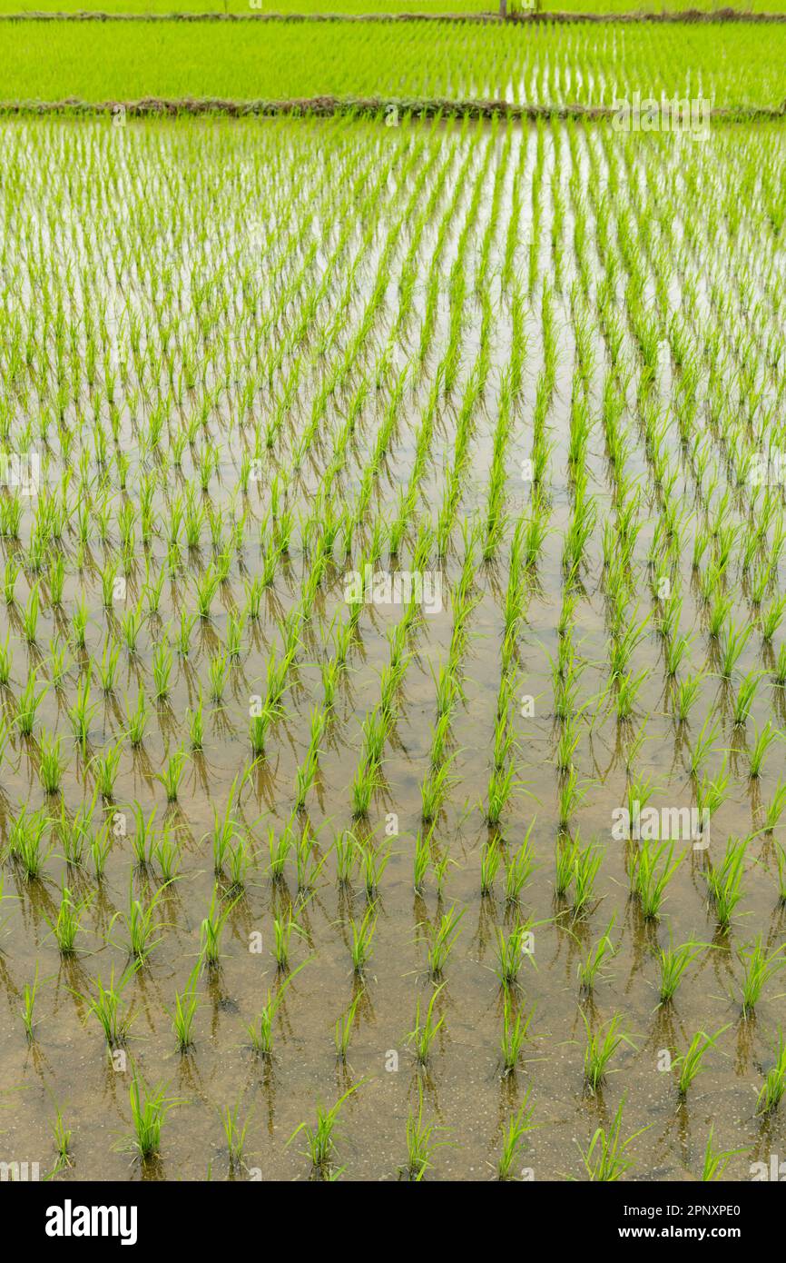 Green paddy field vertical hi-res stock photography and images - Alamy