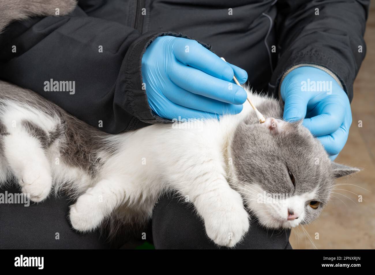 Cat ear cleaning hi-res stock photography and images - Alamy