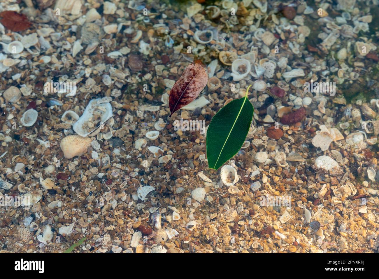 Two leaves floating in a clear, shallow title pool at the beach Stock ...